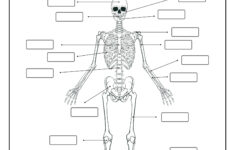Skeleton System Worksheets – Free Coloring Pages, Pdf Printables for ...